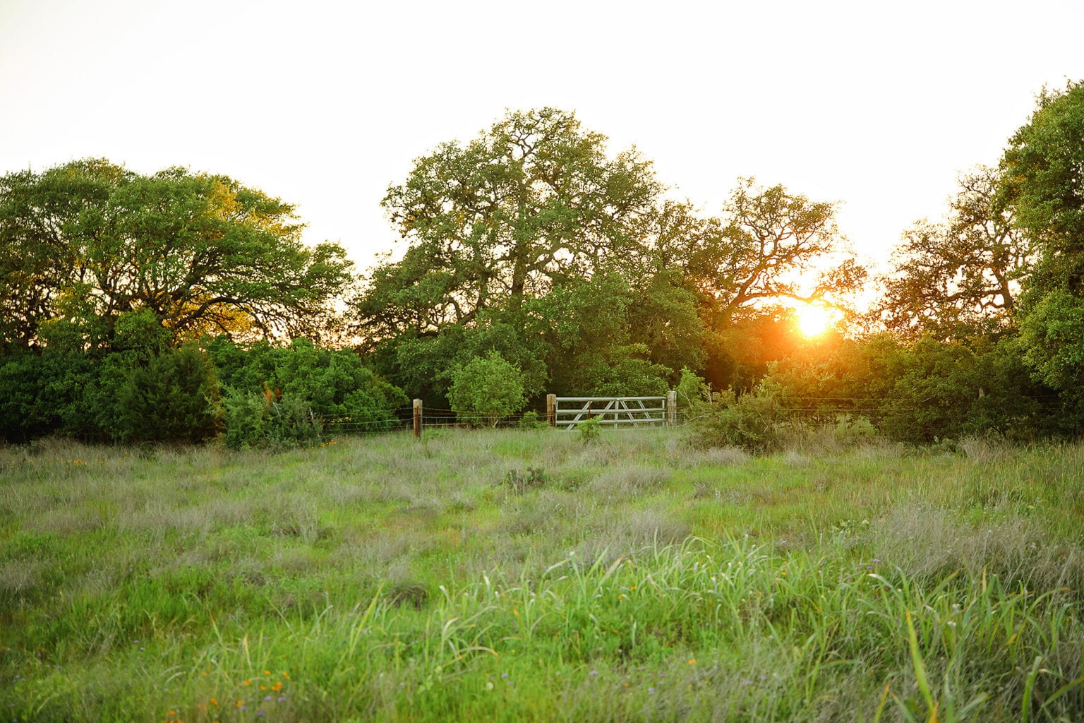 Understanding Oak Wilt with Master Arborist Kevin Belter » Lauren Clark ...